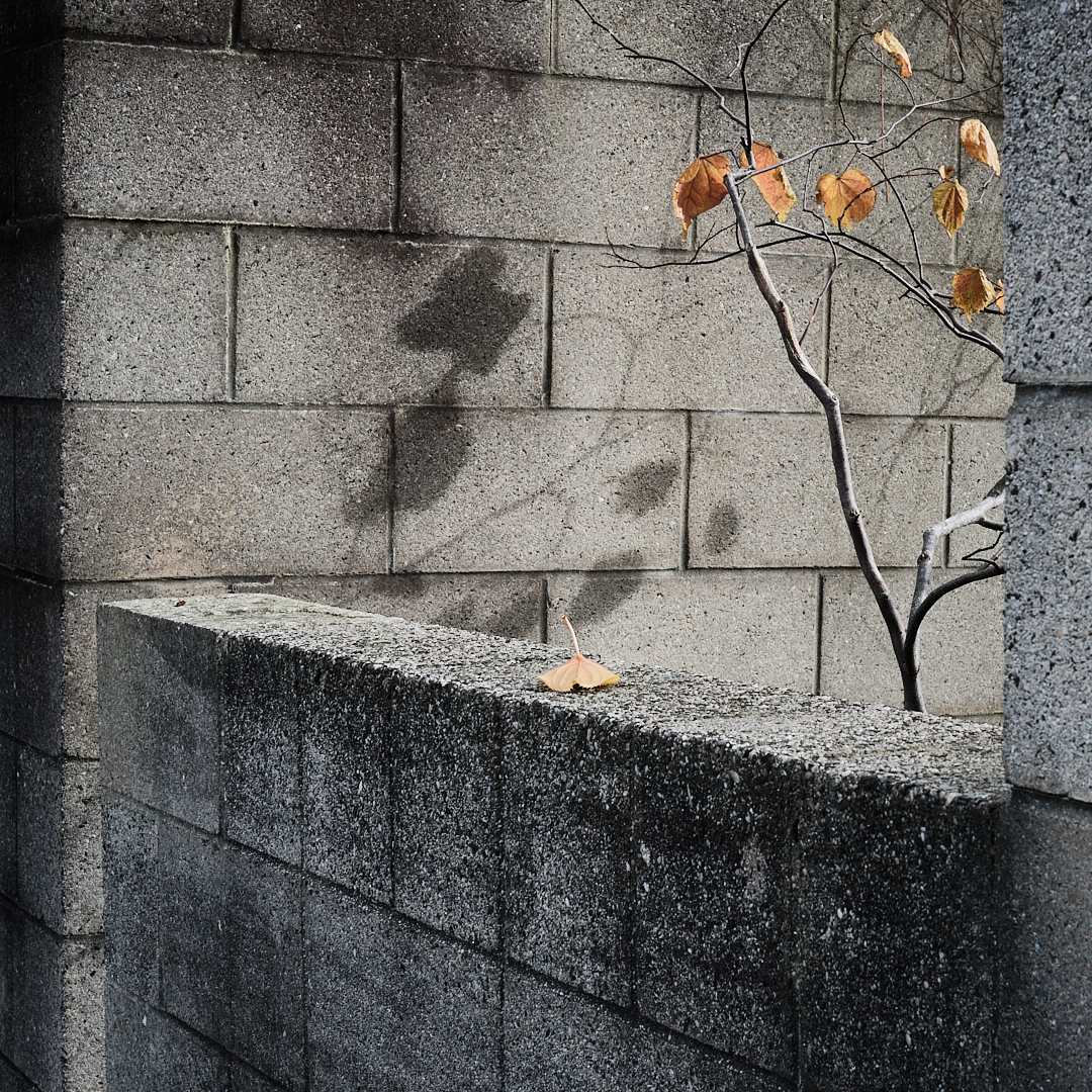 Print of the Month: Open, July 2021 – Dunedin Photographic Society